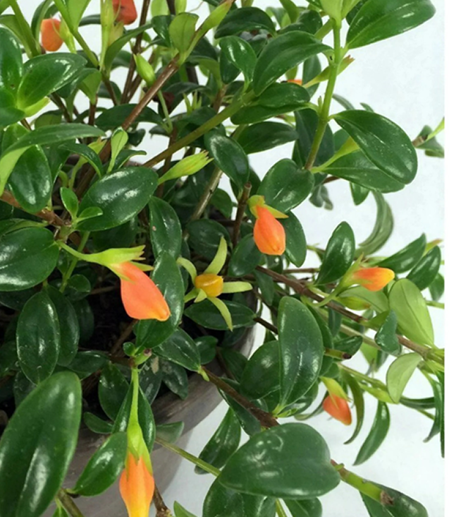 Columnea, Nematanthus Gregarious “Goldfish Plant” - Regina's House of ...